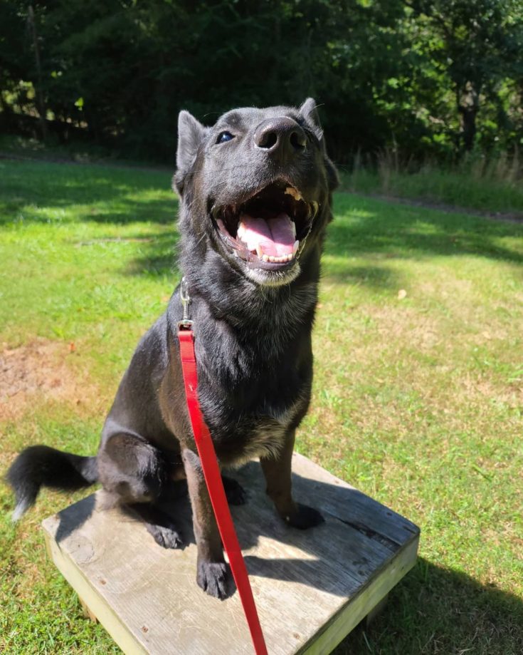 German Shepherd Border Collie Mix: Things You Need To Know