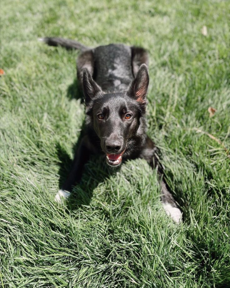 German Shepherd Border Collie Mix: Things You Need To Know