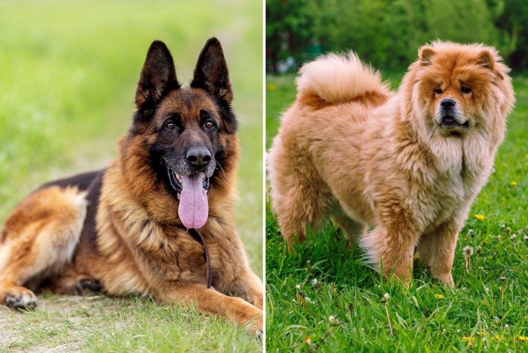 German Shepherd Chow Chow Mix: A Regal Crossbreed