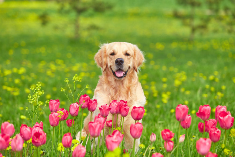 50+Flower Names For Dogs: A Lovely Bouquet Of Ideas
