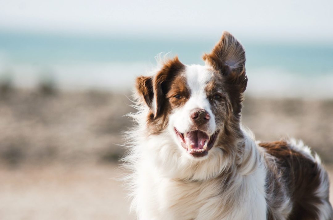 100+ Gun Names For Dogs: Aiming For The Most Unique Dog Name