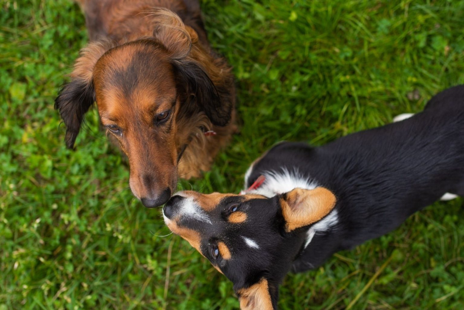 Corgi Dachshund Mix: Fall In Love With The Dorgi