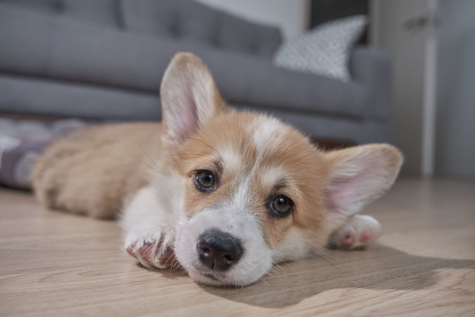 German Shepherd Corgi Mix: A Guide To The Corman Shepherd