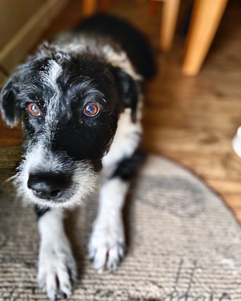 Pitbull Poodle Mix: All Information On The Pit Boodle