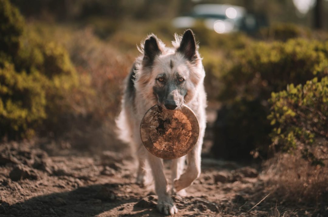 Silver German Shepherd: A GSD Worth The Gold
