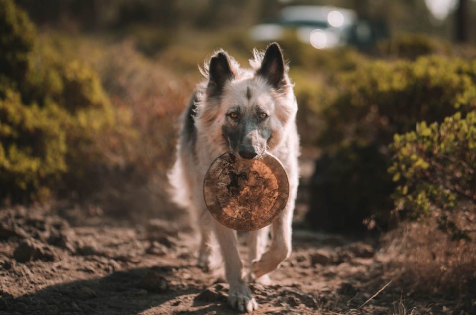 Silver German Shepherd: A GSD Worth The Gold