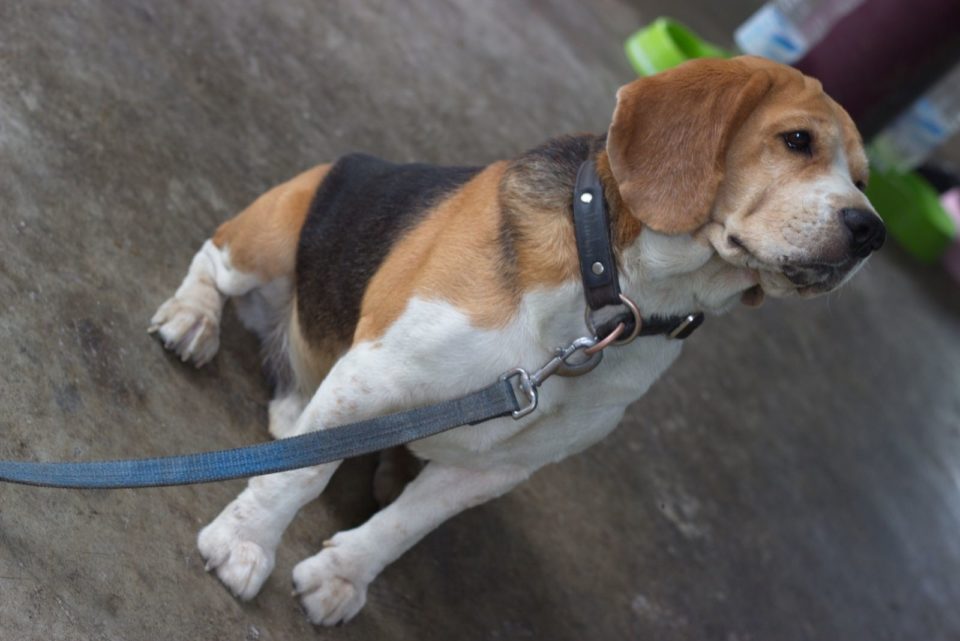 Corgi Beagle Mix: Could This Be The Designer Dog For You?