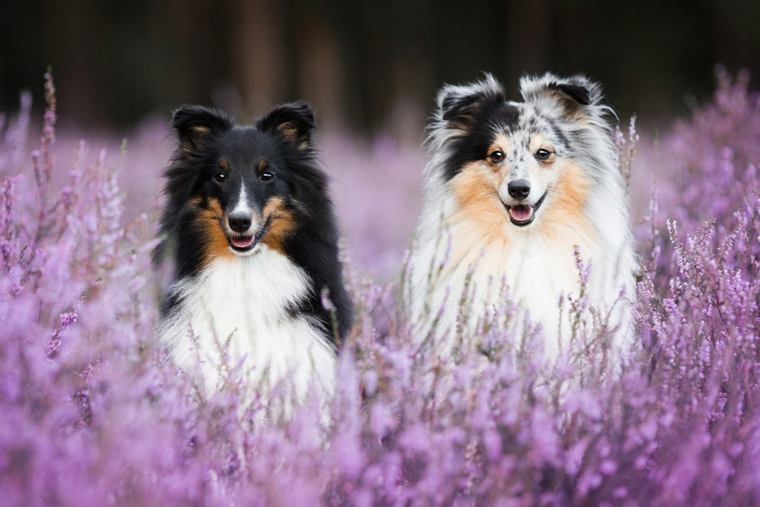 50+Flower Names For Dogs: A Lovely Bouquet Of Ideas