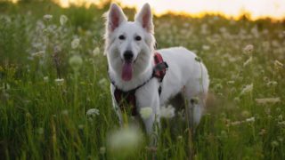 White German Shepherd: A Complete Guide To This Snowy Wonder!