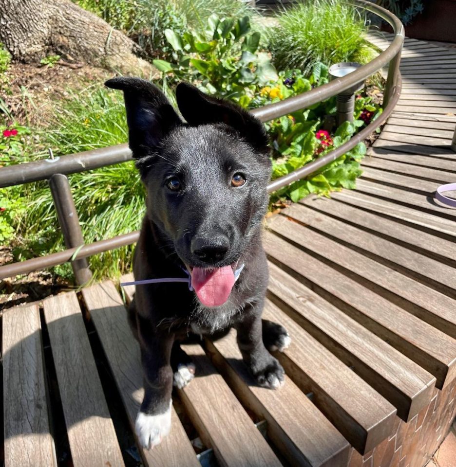 German Shepherd Border Collie Mix: Things You Need To Know