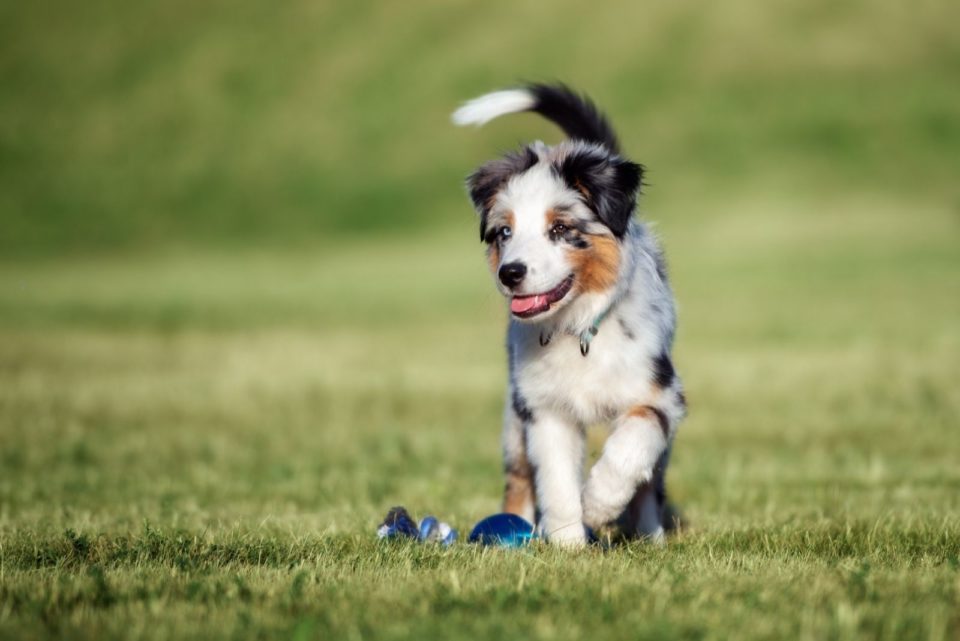 Toy Australian Shepherd: Your Guide To The Toy Aussie Dog