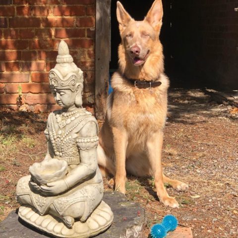 Isabella German Shepherd: Is This The Most Unique GSD Color?