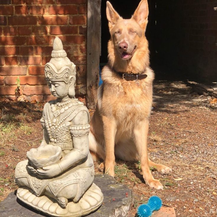 Isabella German Shepherd: Is This The Most Unique GSD Color?