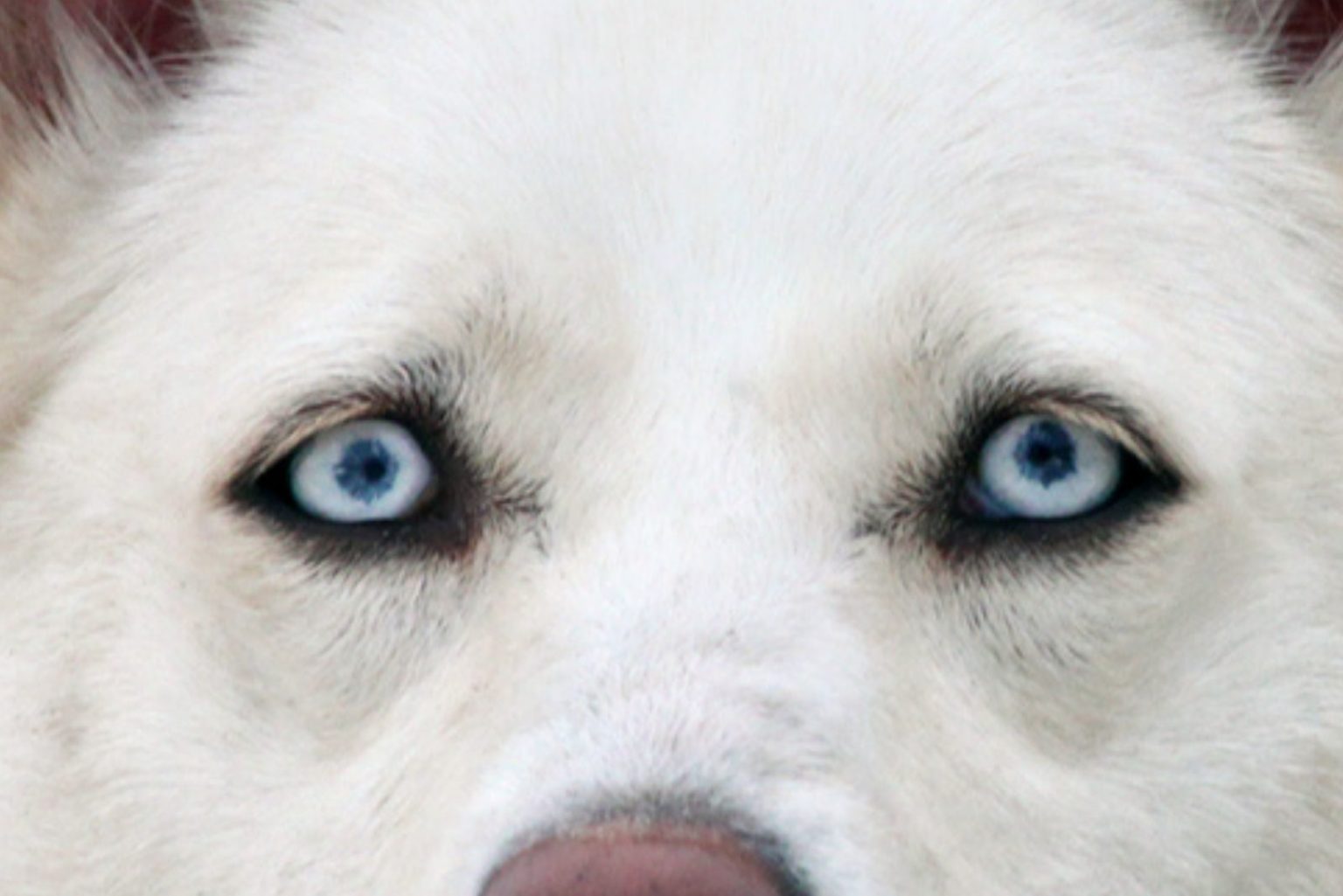 Albino German Shepherd: The Myths And The Facts Explained