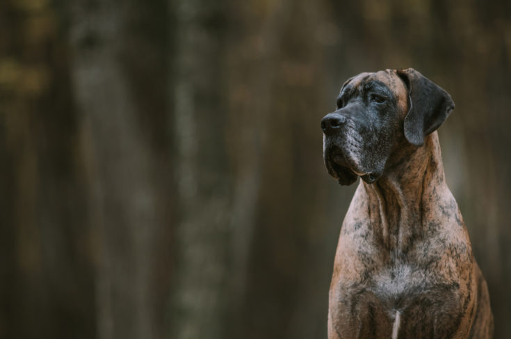 10 Best Great Dane Rescues For Adoption