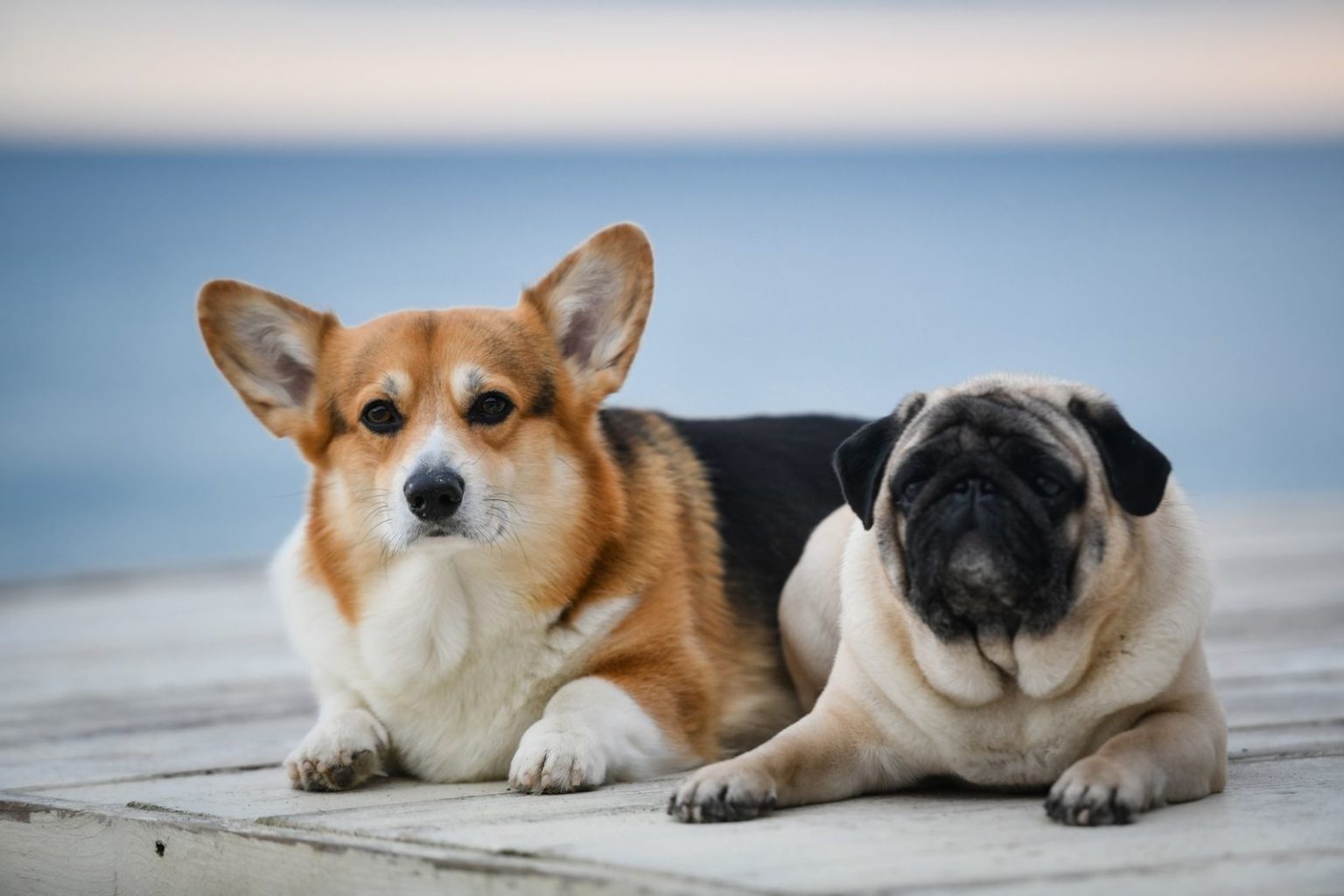 Corgi Pug Mix: All You Need To Know About The Porgi Dog