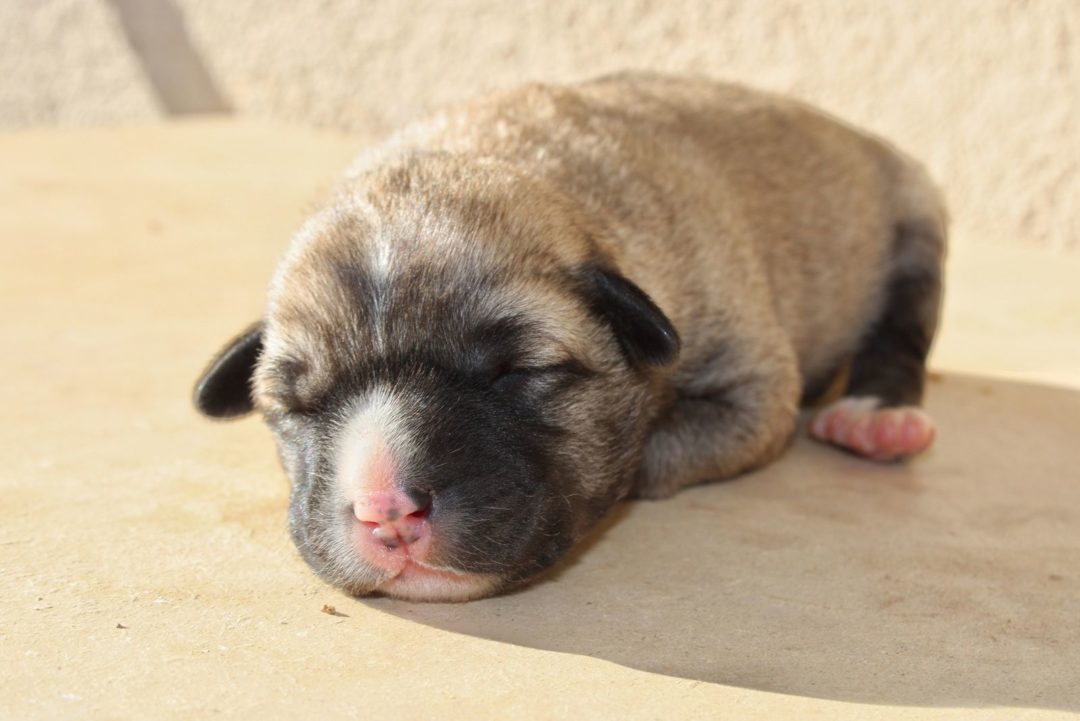 Corgi Pug Mix: All You Need To Know About The Porgi Dog
