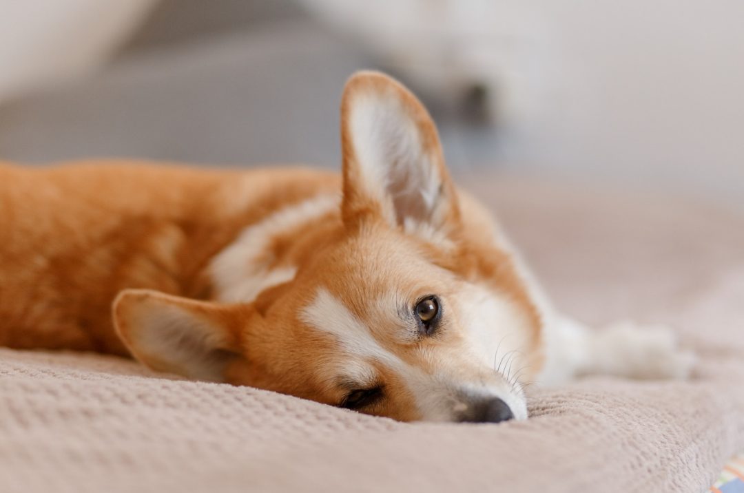 11 Best Corgi Rescues For Adoption: Where To Find Your Corgi