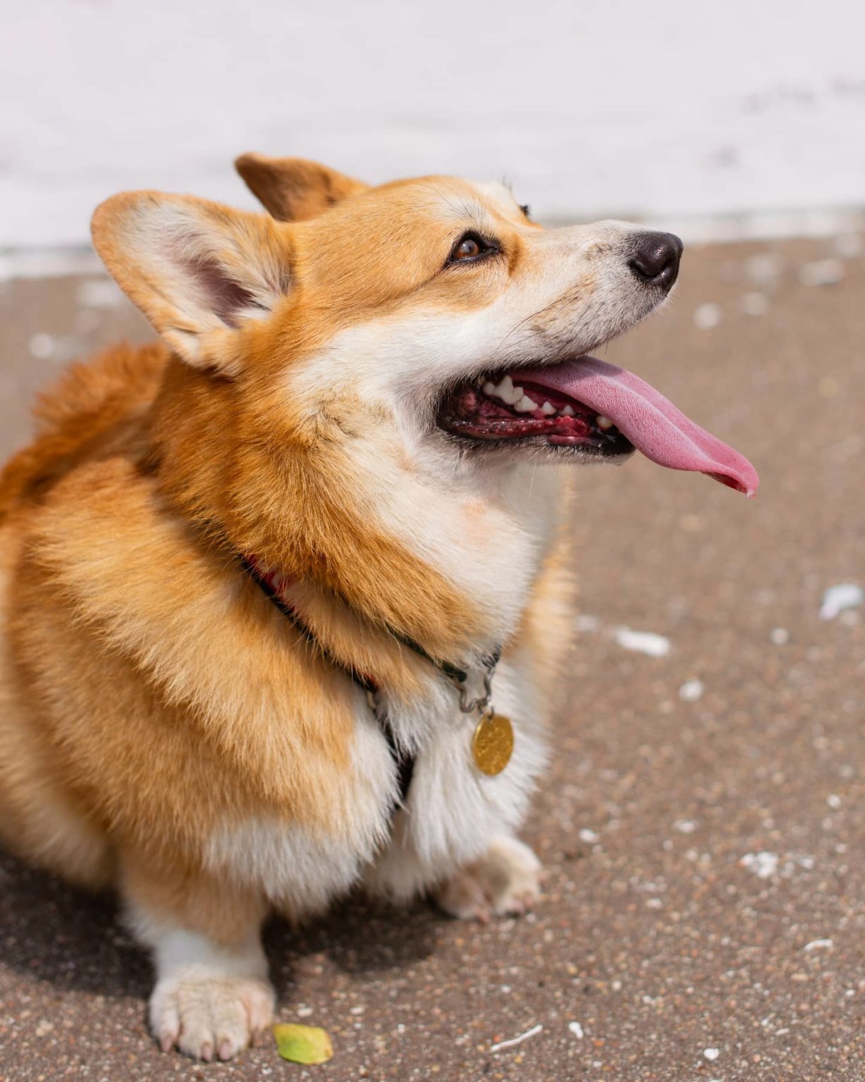 Corgi Pug Mix: All You Need To Know About The Porgi Dog