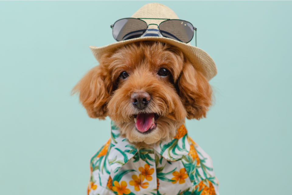 127 Interesting Hawaiian Dog Names You Should Check Out
