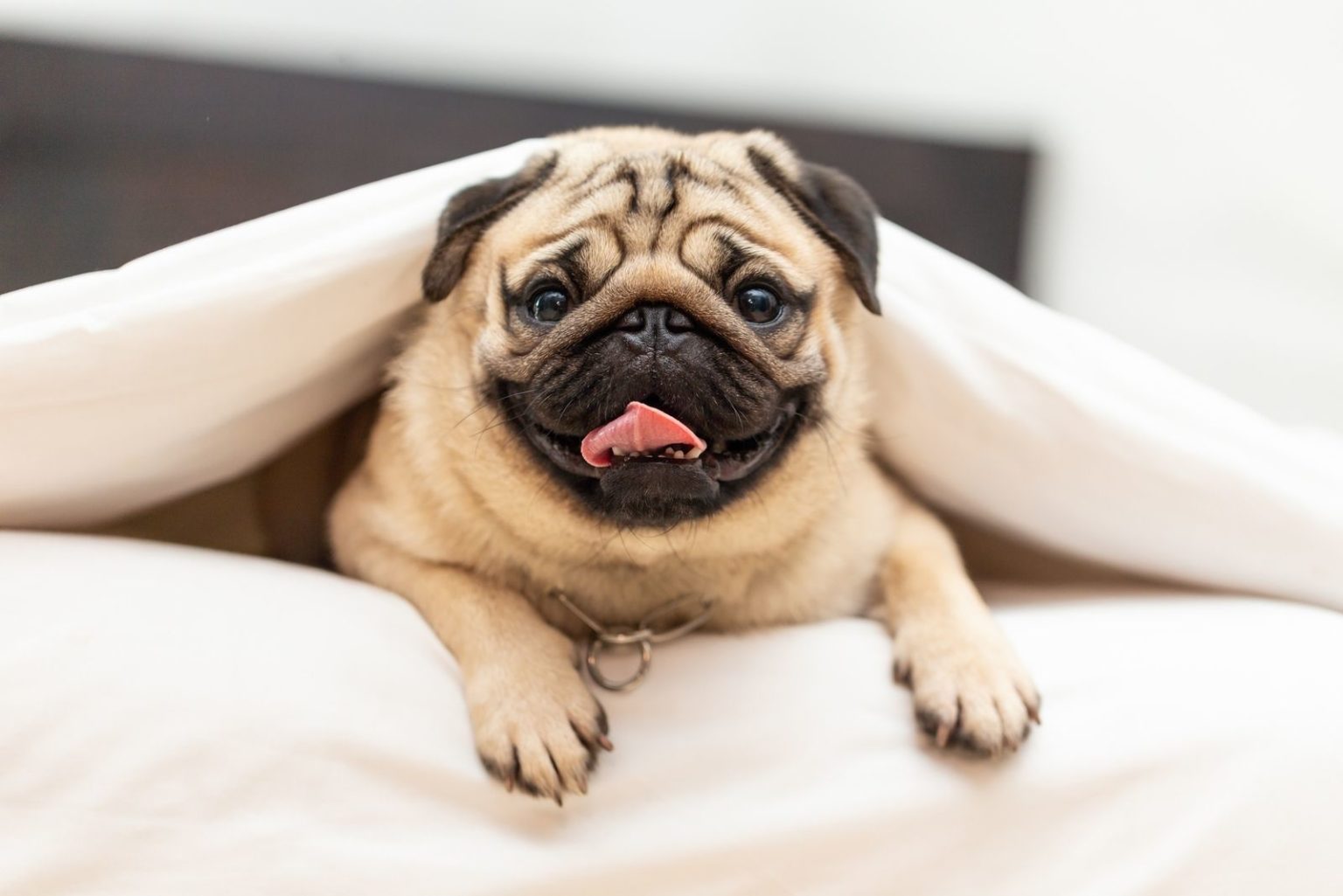 Corgi Pug Mix: All You Need To Know About The Porgi Dog