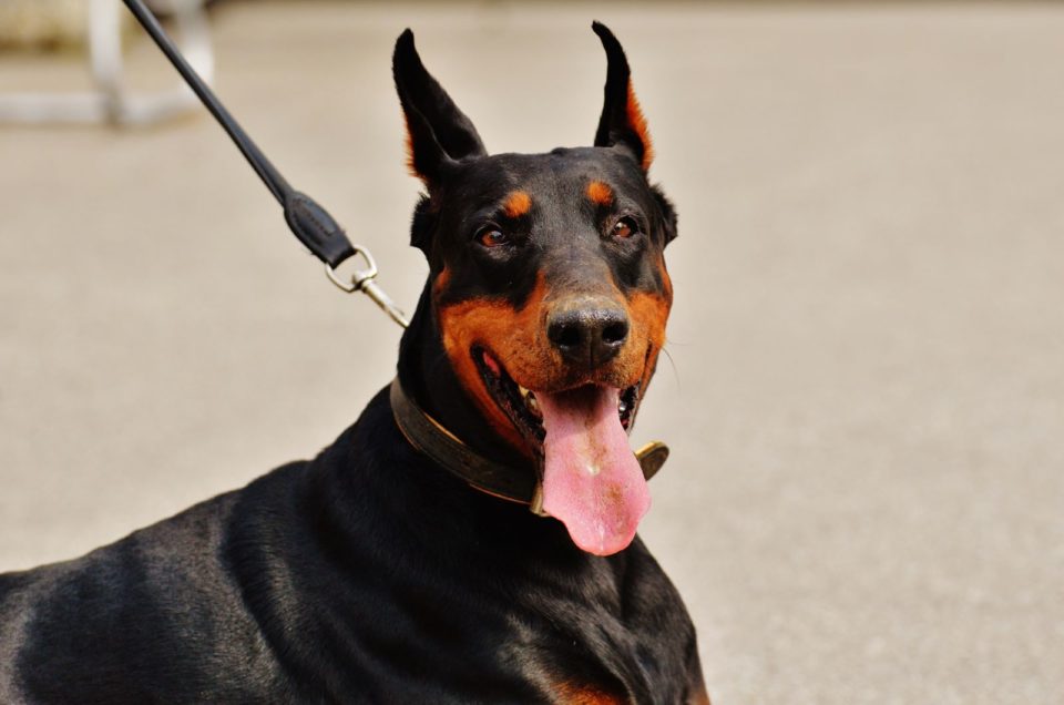 10 Best Doberman Rescues For Adoption: Find Your Dobie