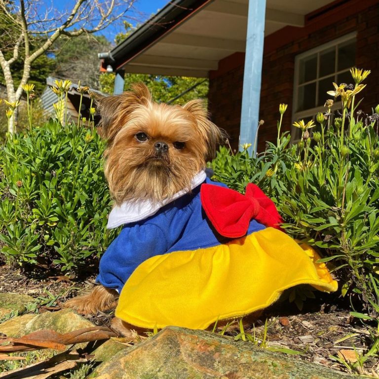 Disney Dog Names: 200 Magical Ideas You’ll Love!