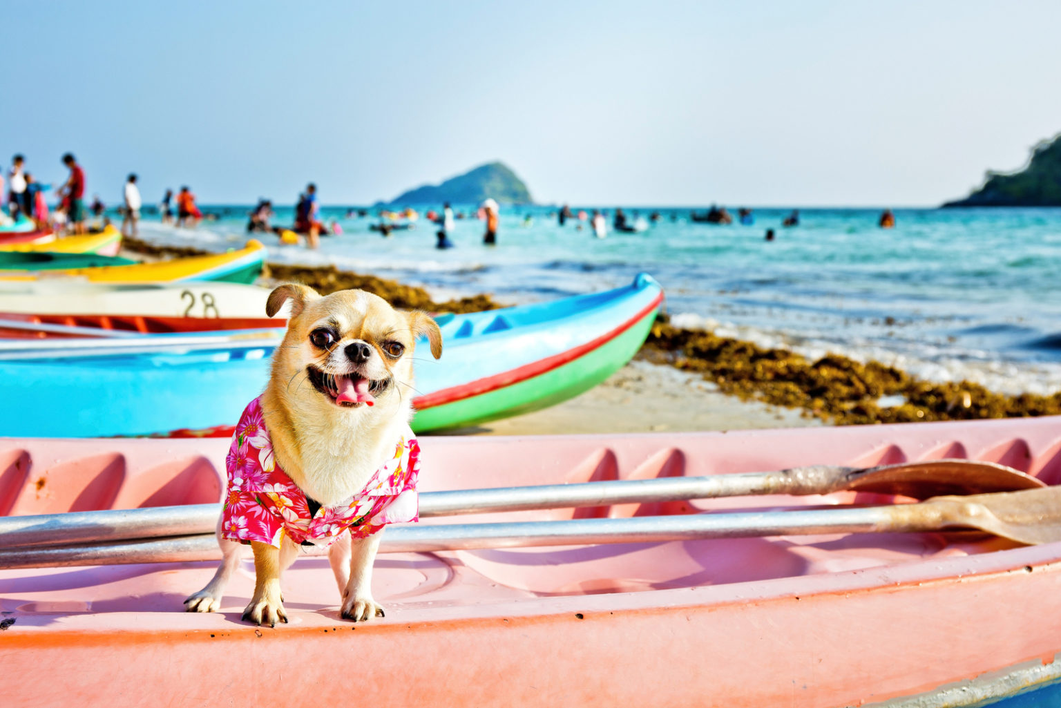 127 Interesting Hawaiian Dog Names You Should Check Out