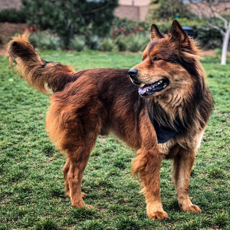 German Shepherd Chow Chow Mix: A Regal Crossbreed