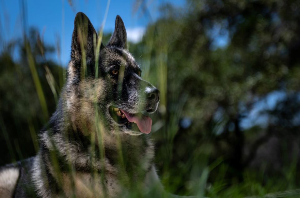 Silver German Shepherd: A GSD Worth The Gold