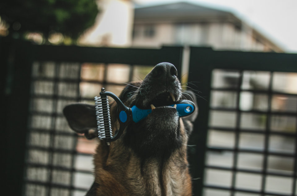 Best Brush For German Shepherd: 17 PAWesome Choices