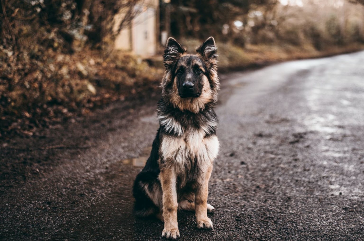 100 Gun Names For Dogs Aiming For The Most Unique Dog Name 100 Gun Names For Dogs Aiming For The Most Unique Dog Name