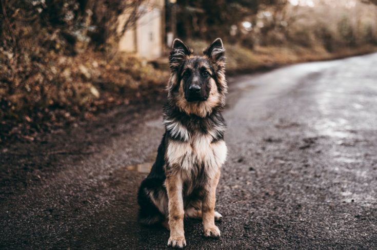 100+ Gun Names For Dogs: Aiming For The Most Unique Dog Name