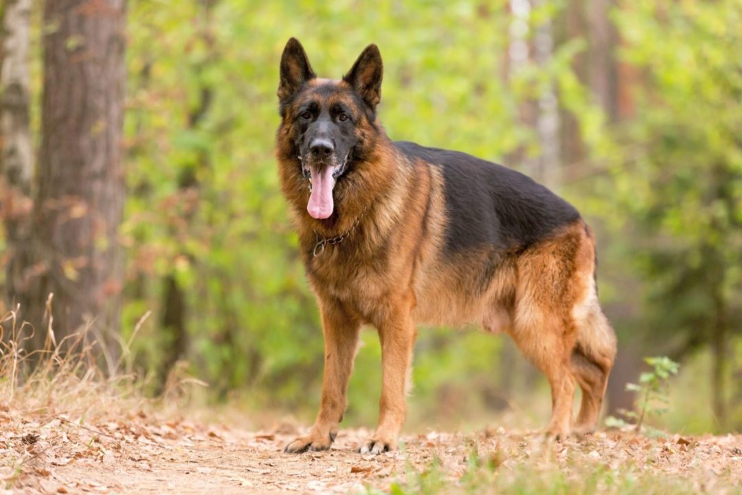 German Shepherd Australian Shepherd Mix: A Complete Guide