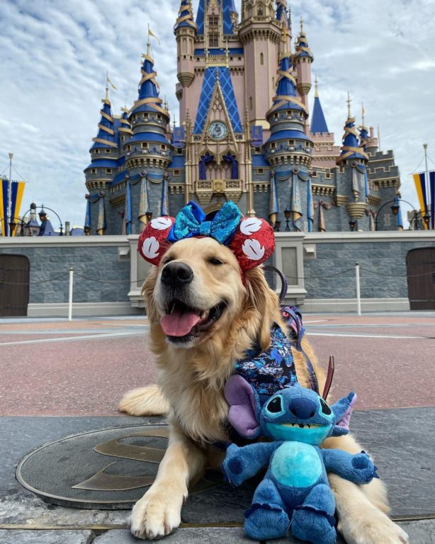 Disney Dog Names: 200 Magical Ideas You’ll Love