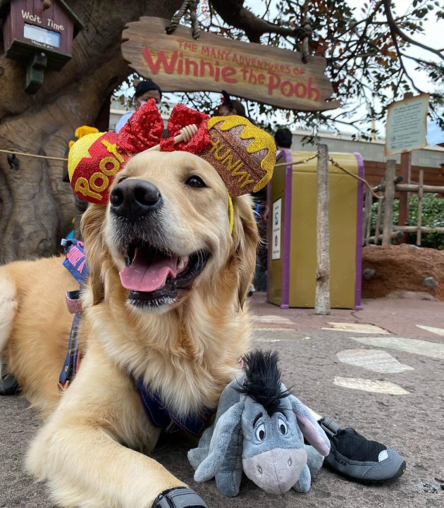 Disney Dog Names: 200 Magical Ideas You’ll Love