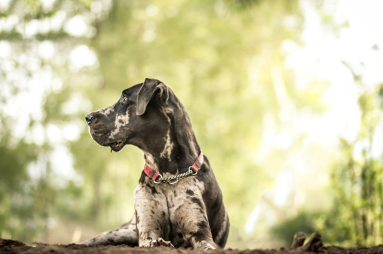 10 Best Great Dane Rescues For Adoption