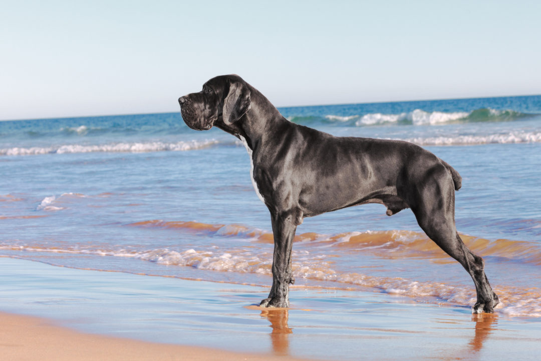 Top 10 Great Dane Breeders: Where To Find Puppies For Sale