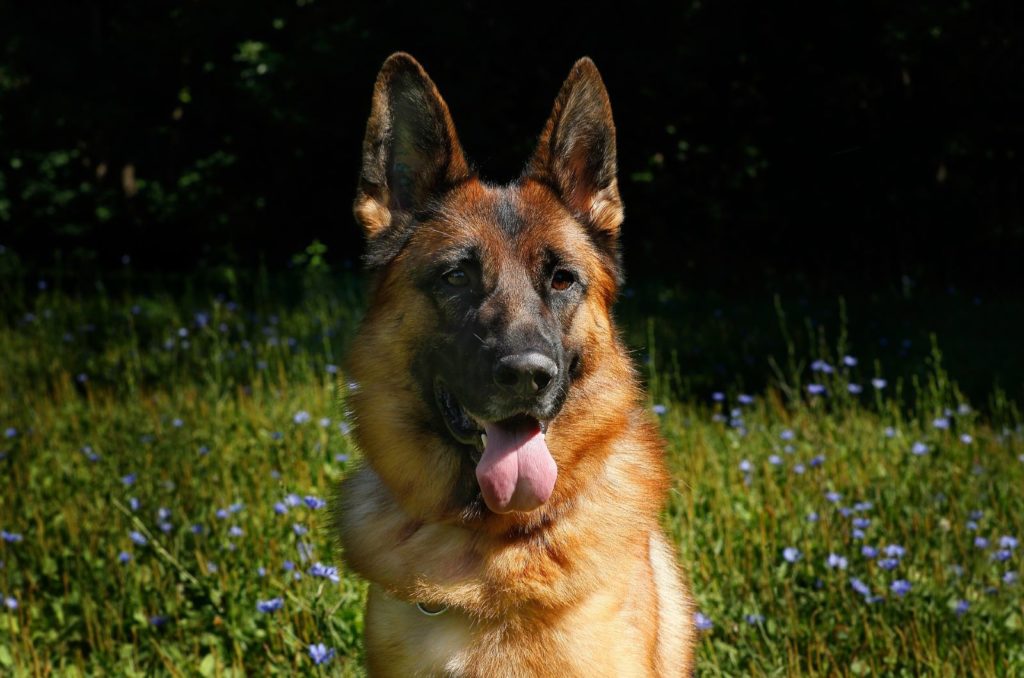 German Shepherd Pug Mix: Is A Shug The Perfect Designer Dog?