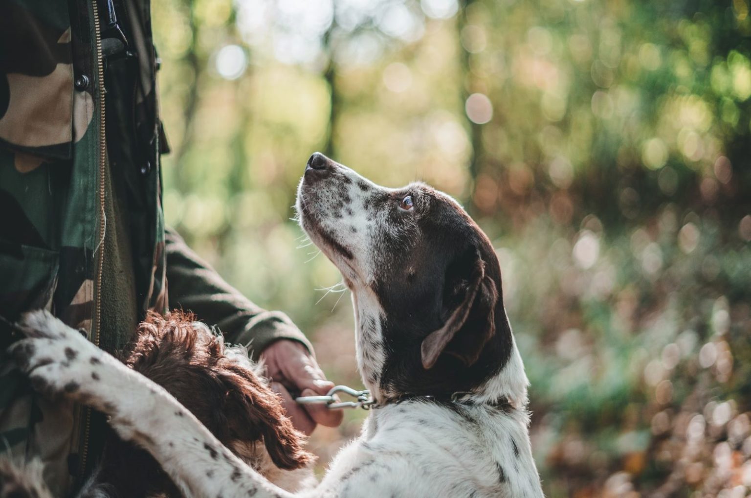 100 Gun Names For Dogs Aiming For The Most Unique Dog Name 100 Gun Names For Dogs Aiming For The Most Unique Dog Name