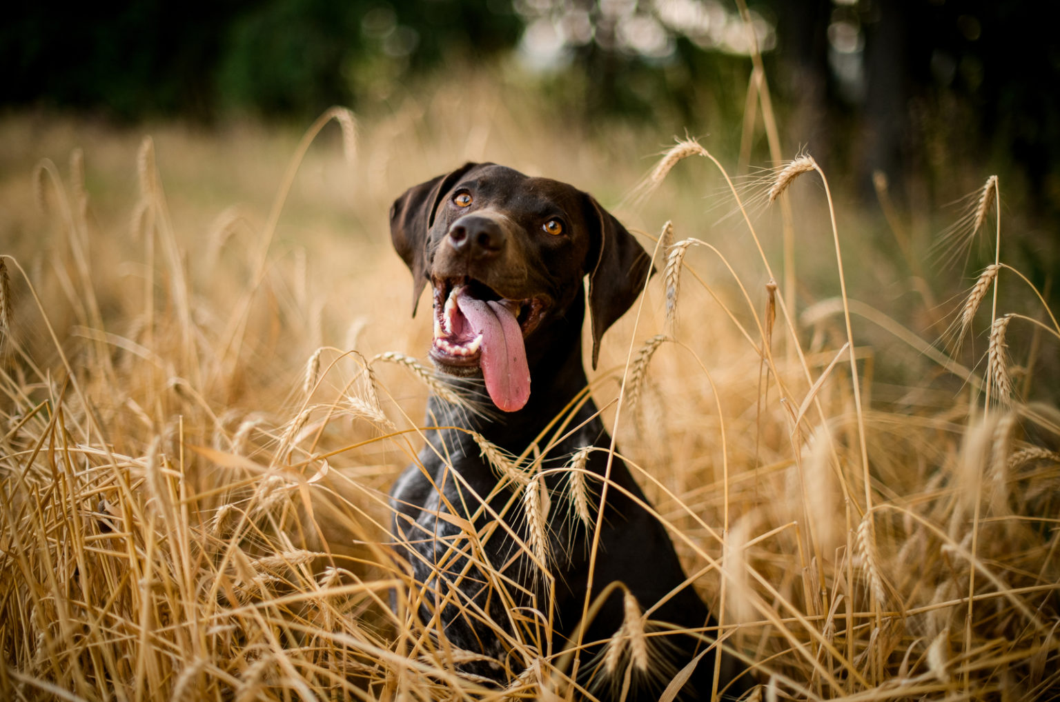 100+ Hunting Dog Names – Best Names For Your Field Companion