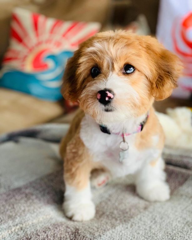 Corgipoo: Is This The Sweetest Family Dog Ever?