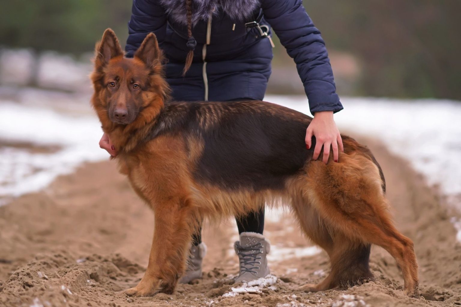 Liver German Shepherd: What's So Unusual About These GSDs?