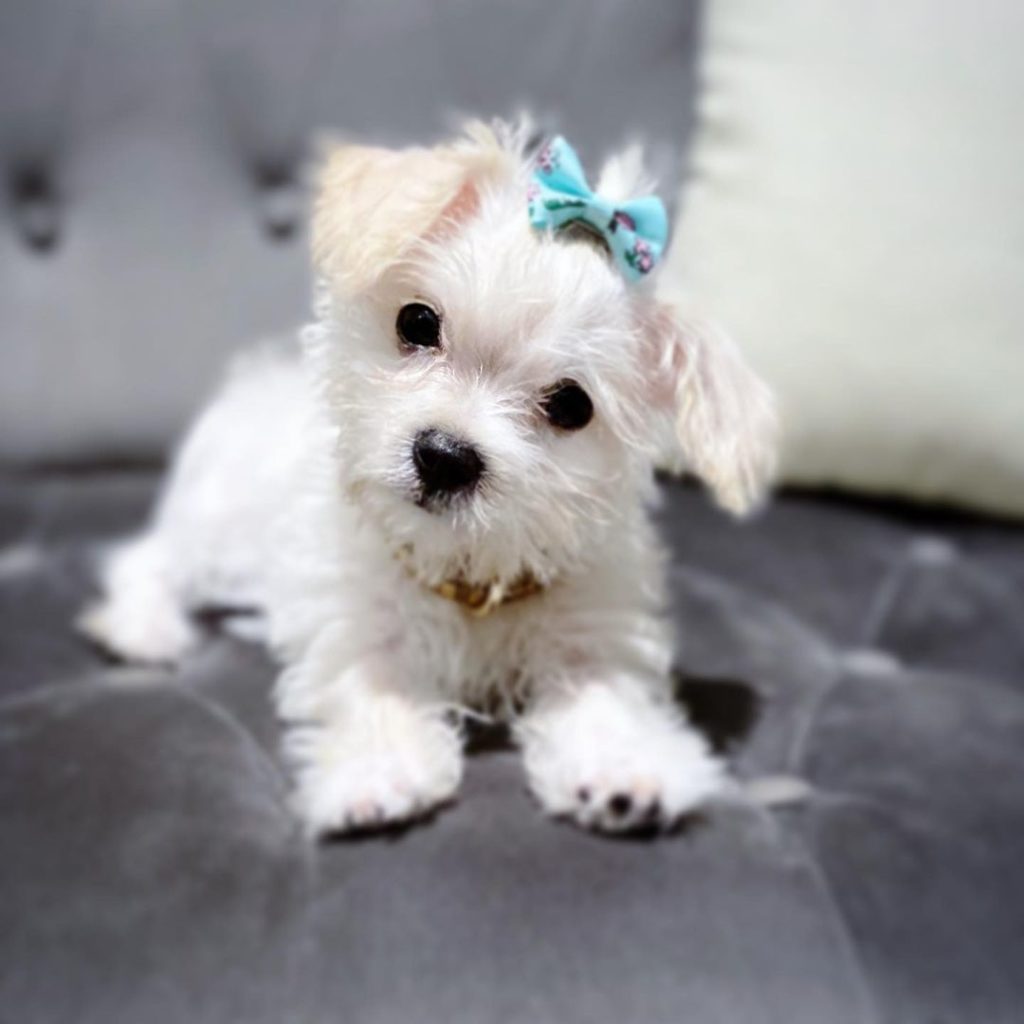 Maltese Chihuahua Mix: A Complete Guide To The Malchi Dog