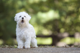 Top 10 Best Maltese Rescues For Adoption In The U.S.