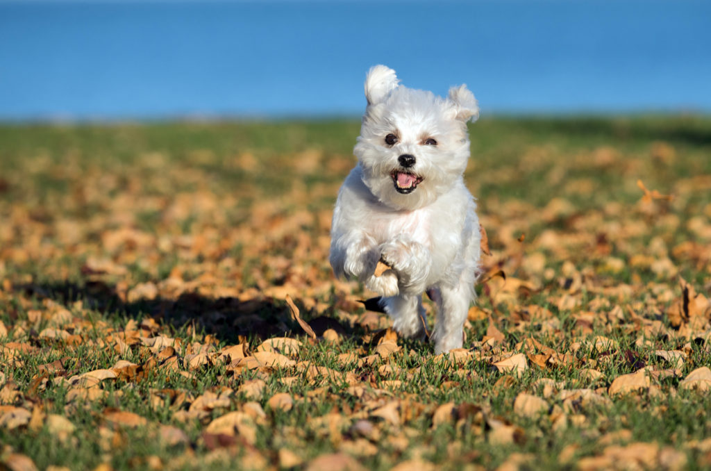Top 10 Best Maltese Rescues For Adoption In The U.S.