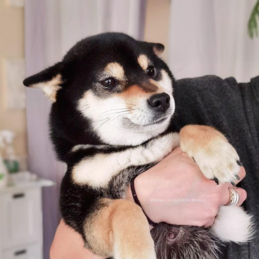 Black Shiba Inu: What You Need To Know Before Buying One