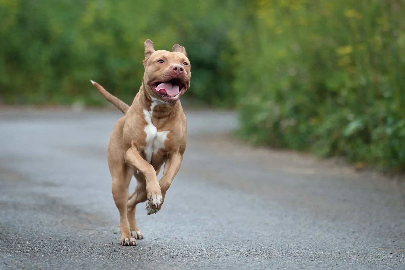8 Best Dog Food For Pitbulls: Our Top Favorites And More