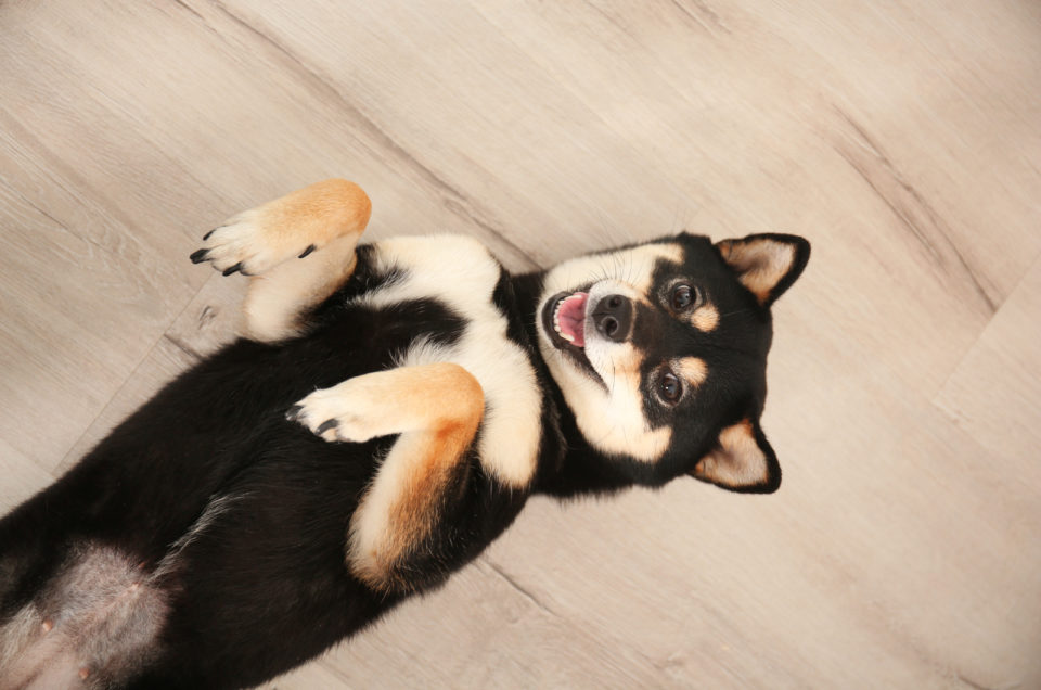Black Shiba Inu: What You Need To Know Before Buying One