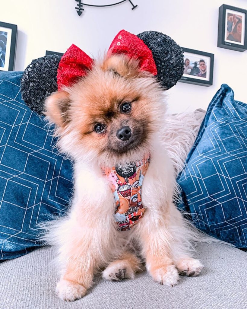 Disney Dog Names: 200 Magical Ideas You’ll Love